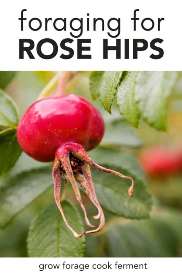 Foraging Rose Hips & Wild Rose: Identification, Harvesting, & Uses