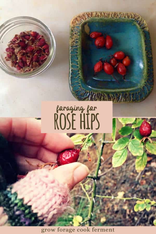 Foraging Rose Hips & Wild Rose: Identification, Harvesting, & Uses