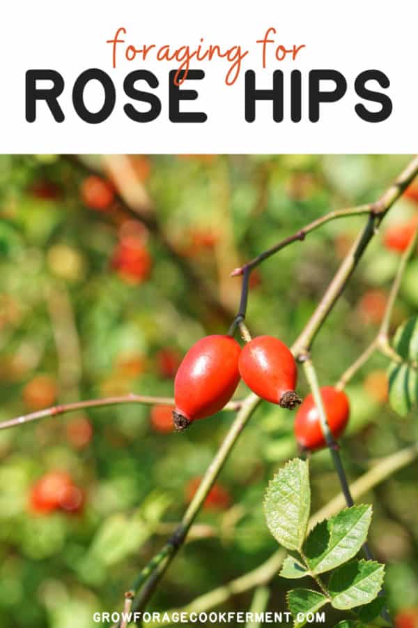 Foraging Rose Hips & Wild Rose: Identification, Harvesting, & Uses