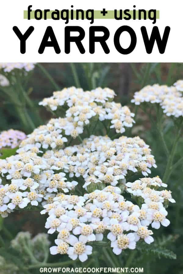 Foraging Yarrow: Identification, Look-alikes, and Uses