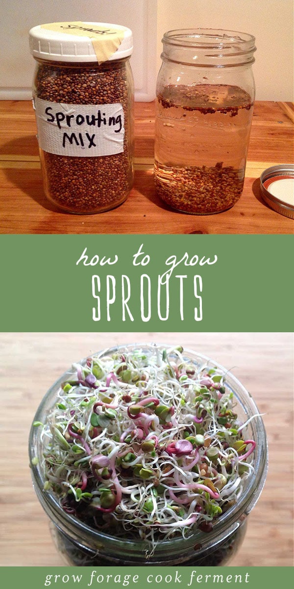 How to Grow Sprouts
