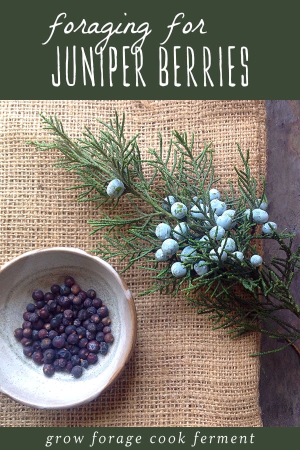 Foraging for Juniper Berries