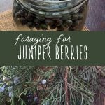 Foraging for Juniper Berries