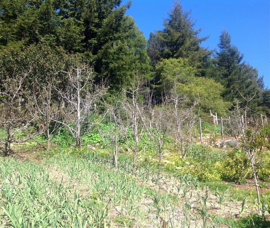 Permaculture 101: What is a Forest Garden?