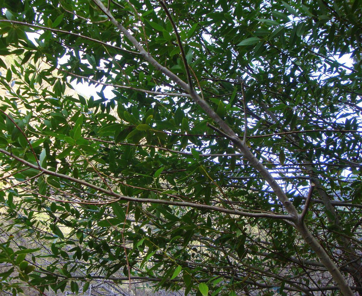 Foraging for Bay Leaves