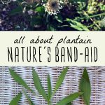 Plantain: Nature's Band-Aid