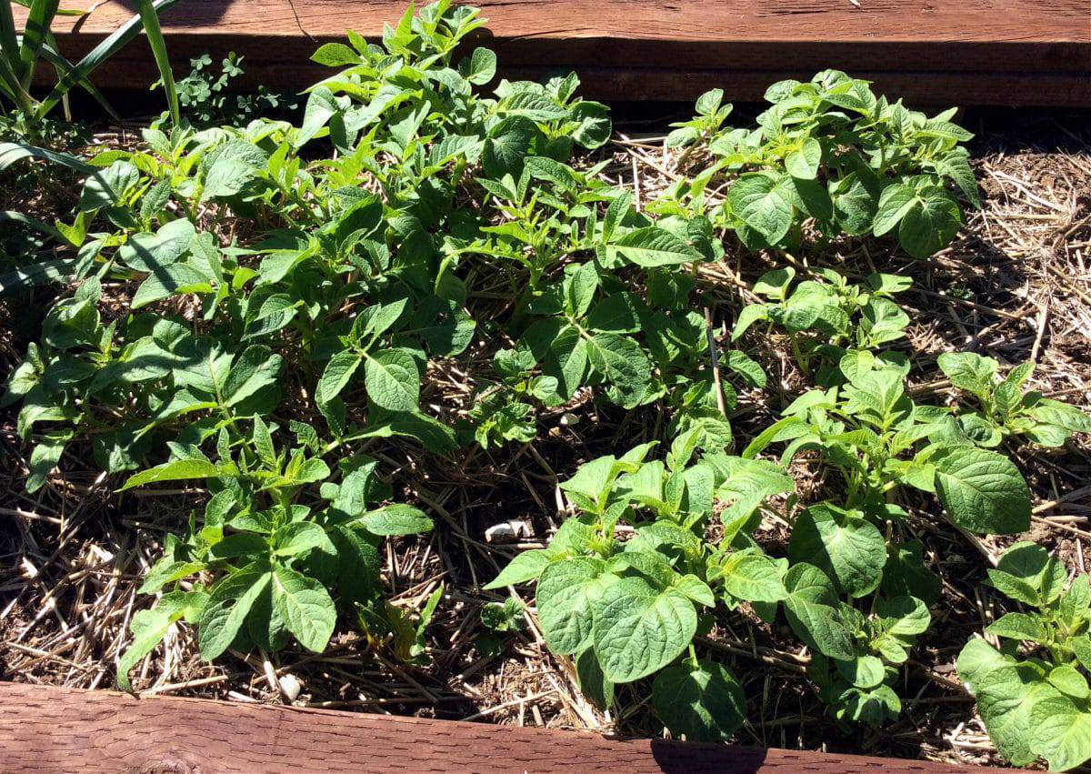 How to Grow Potatoes