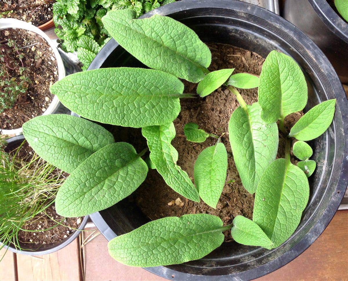 Growing and Foraging for Comfrey