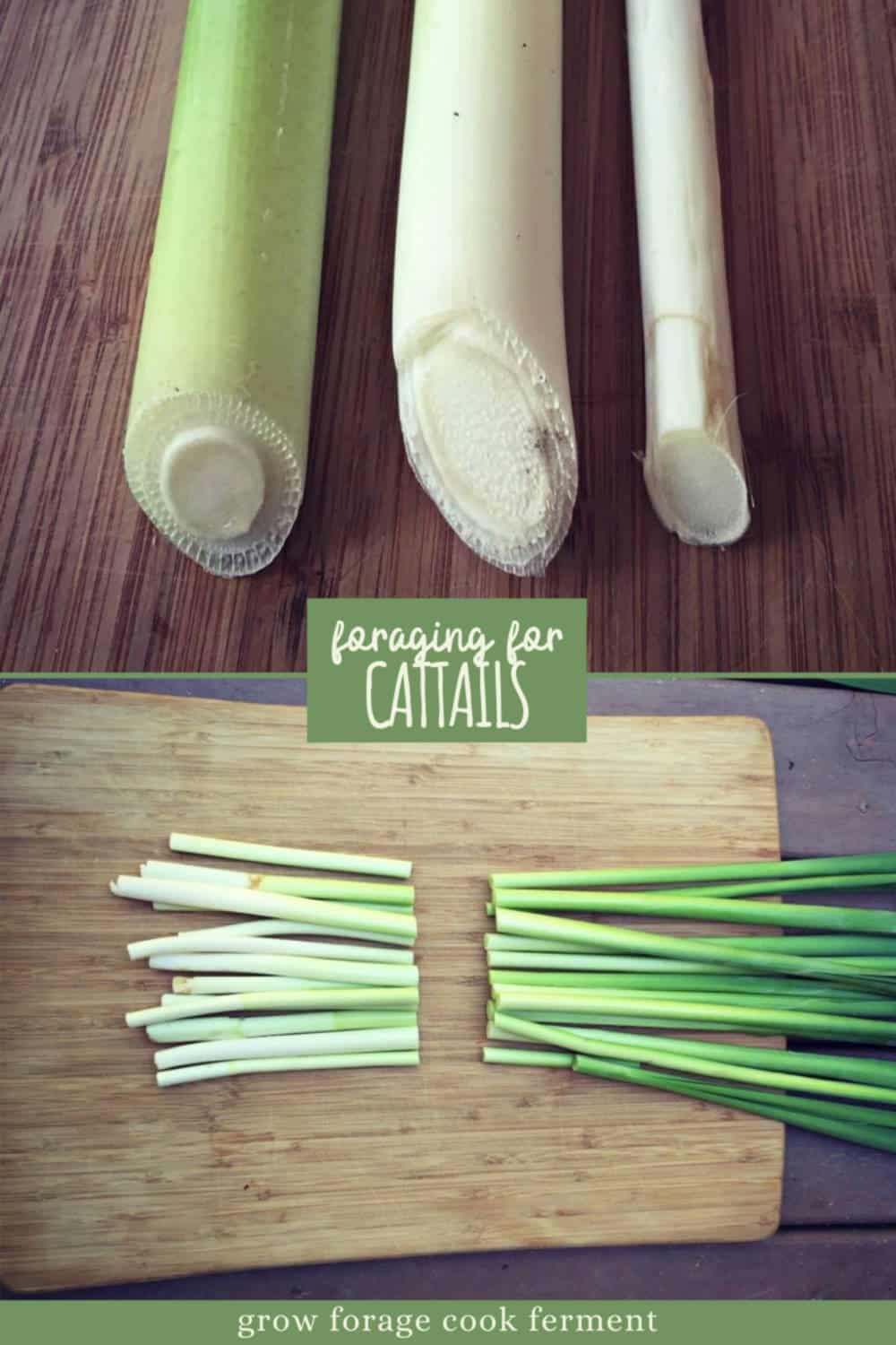 Foraging for Cattails