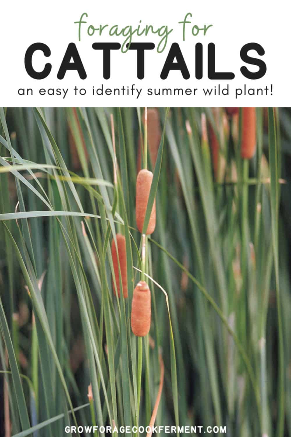 Foraging for Cattails