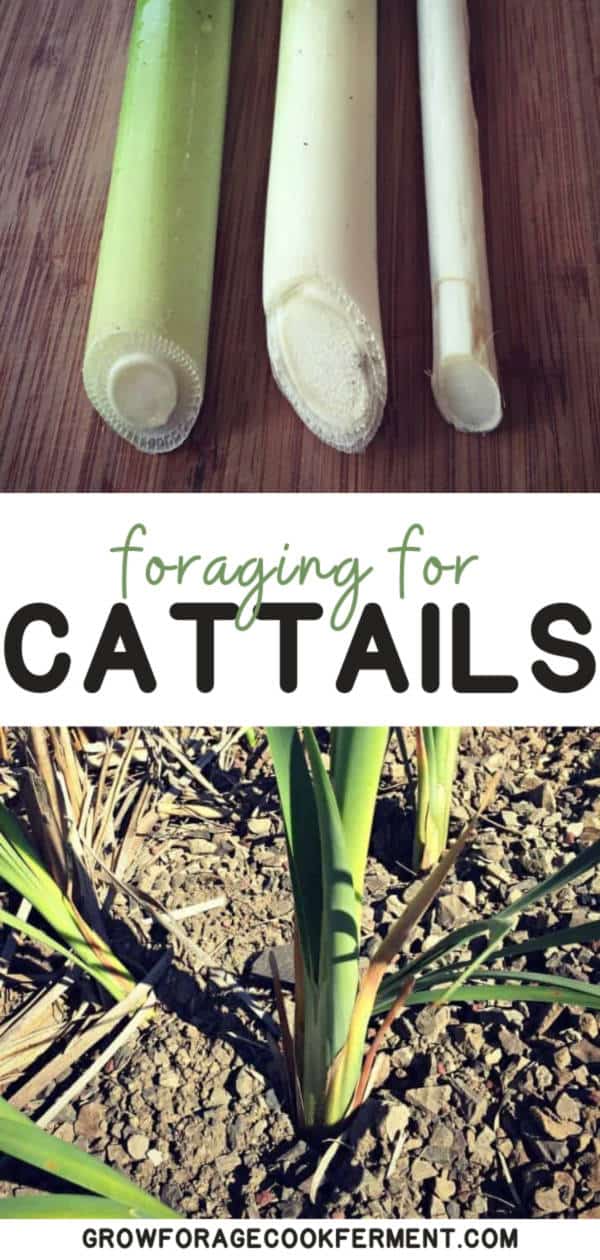 Foraging for Cattails
