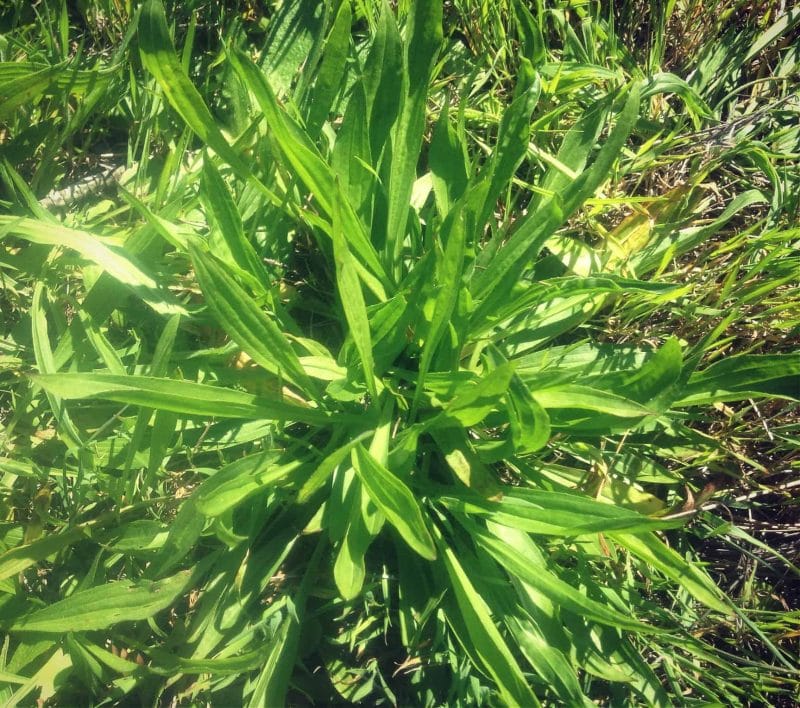 Plantain: Nature's Band-Aid