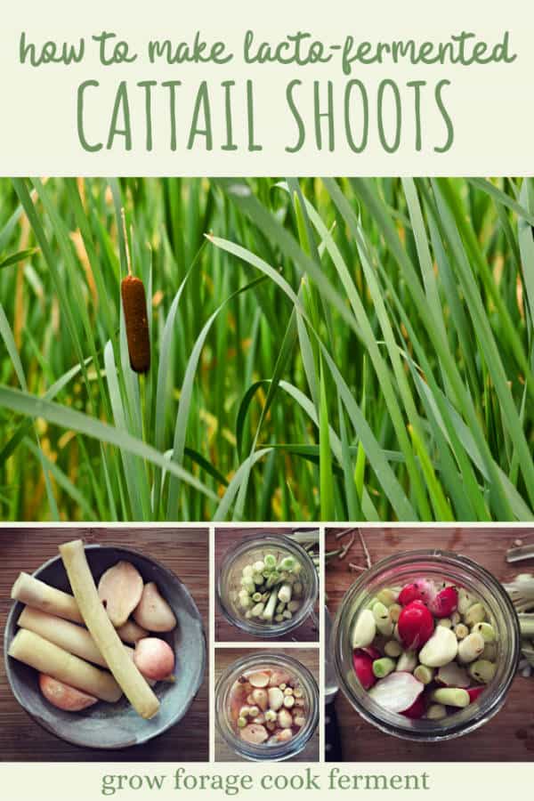 Fermented Cattail Shoots