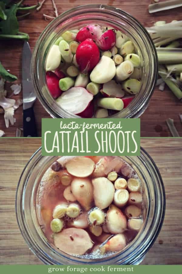 Fermented Cattail Shoots