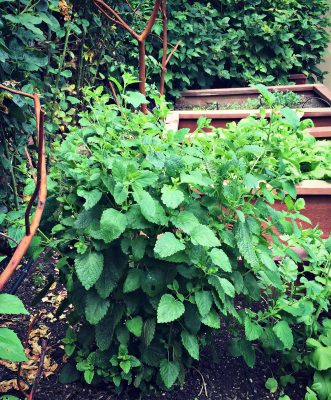 Growing and Foraging for Lemon Balm