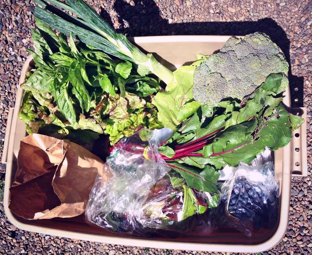 CSA Box Veggies: How to Cook Beets and Their Greens