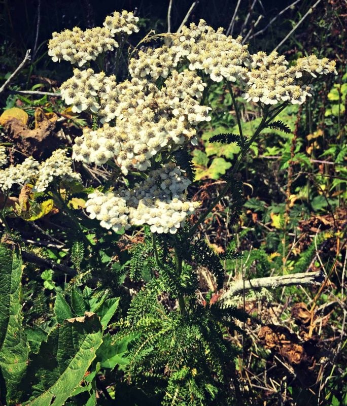 Foraging for Yarrow: Nature's Medicine