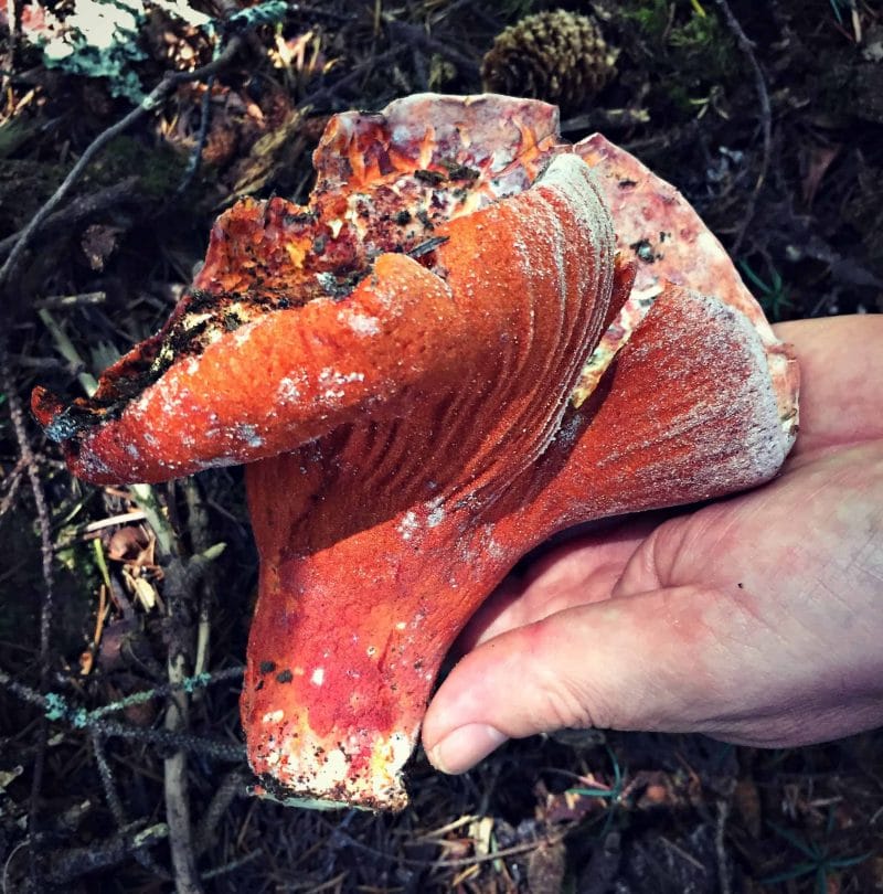 Foraging for Lobster Mushrooms
