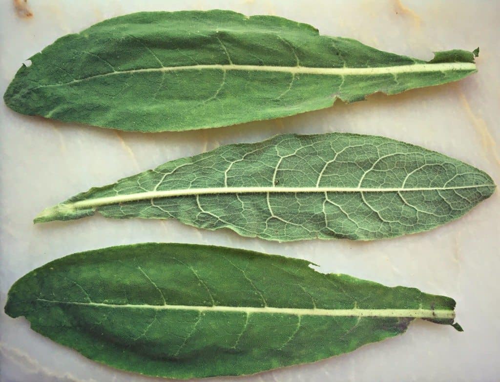 Foraging for Mullein