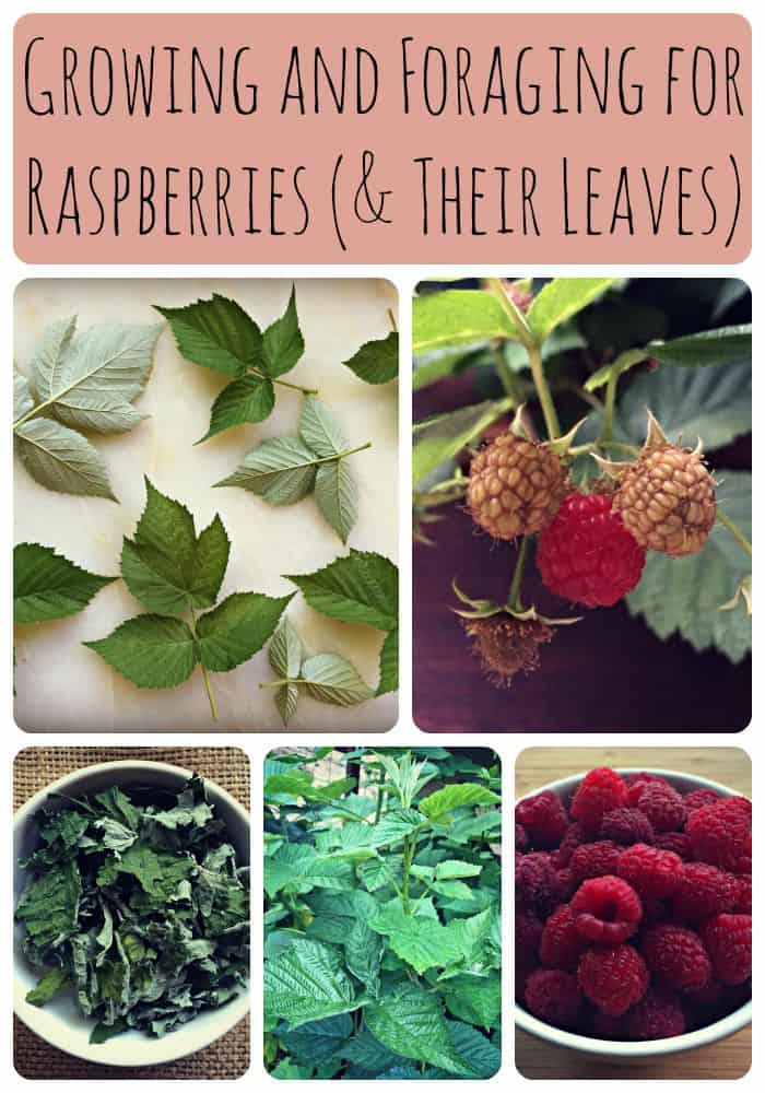 Growing and Foraging for Raspberries (and their leaves!)