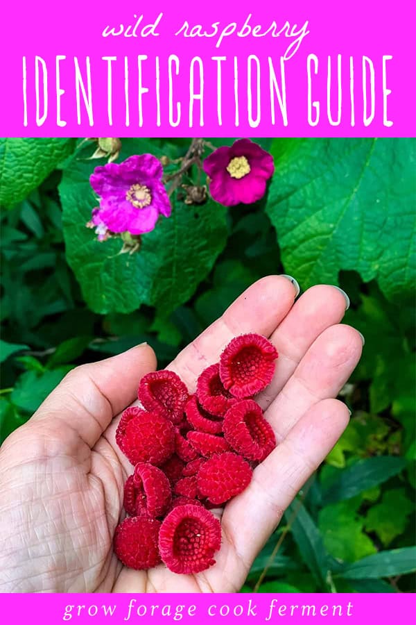 Foraging and Using Wild Raspberries and Their Leaves