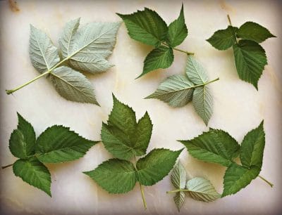 Foraging and Using Wild Raspberries and Their Leaves