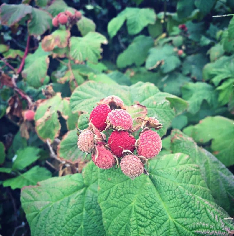 Growing and Foraging for Raspberries (and their leaves!)