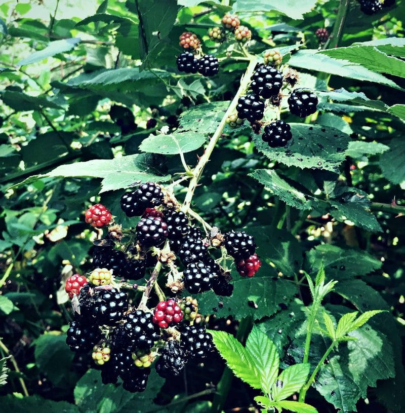 Foraging for Blackberries