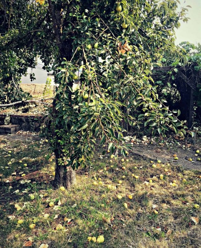 What is Gleaning and How to Do It