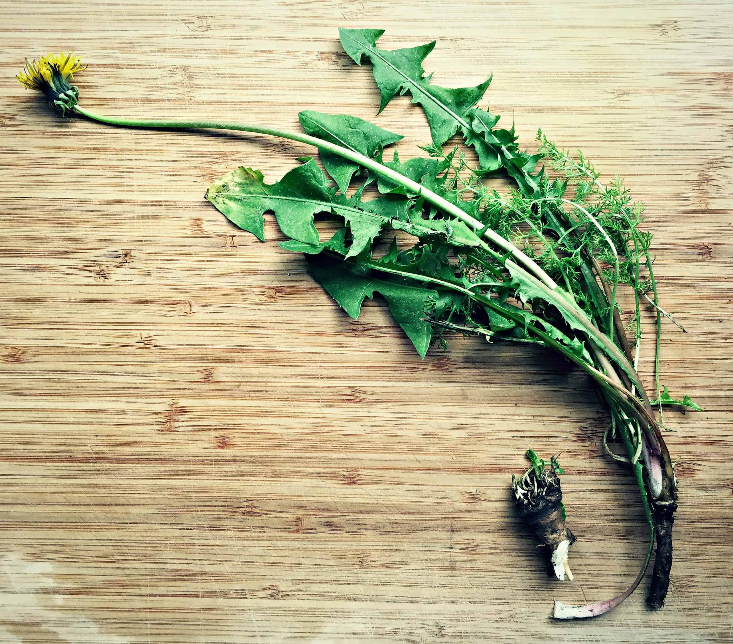Foraging for Dandelion Root