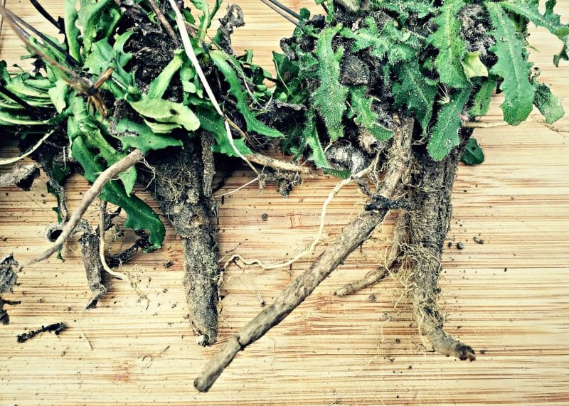 Foraging for Dandelion Root