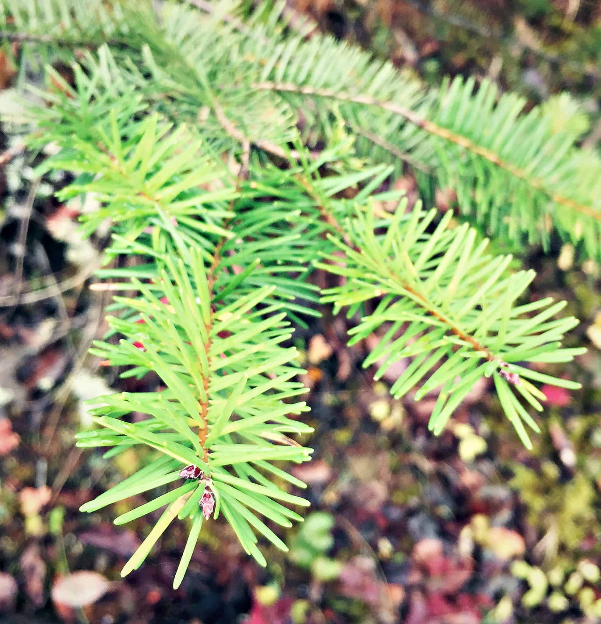 Foraging for Pine Needles (and other conifer needles)