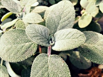 10 Reasons to Grow Sage for your Garden, Food, and Health