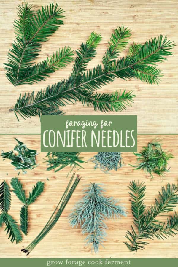 Foraging for Pine Needles (and other conifer needles)
