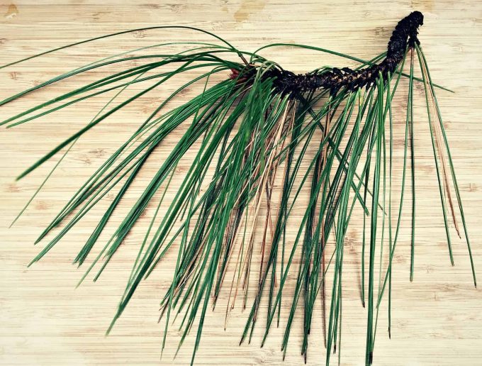 Foraging For Pine Needles And Other Conifer Needles