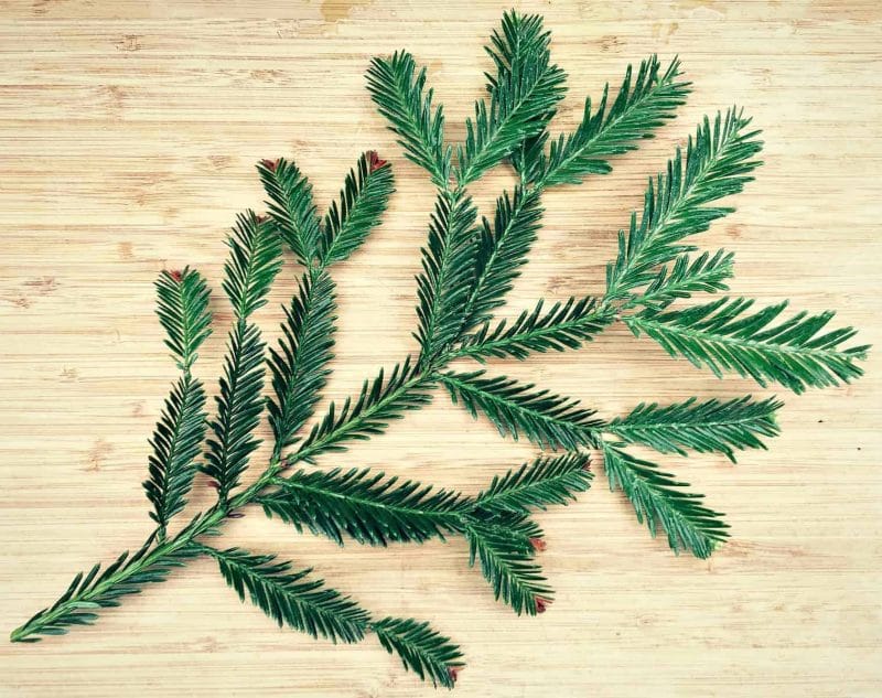 Foraging for Pine Needles (and other conifer needles)