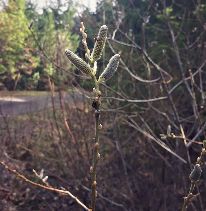 Foraging for Willow