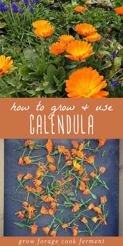 How to Grow and Use Calendula