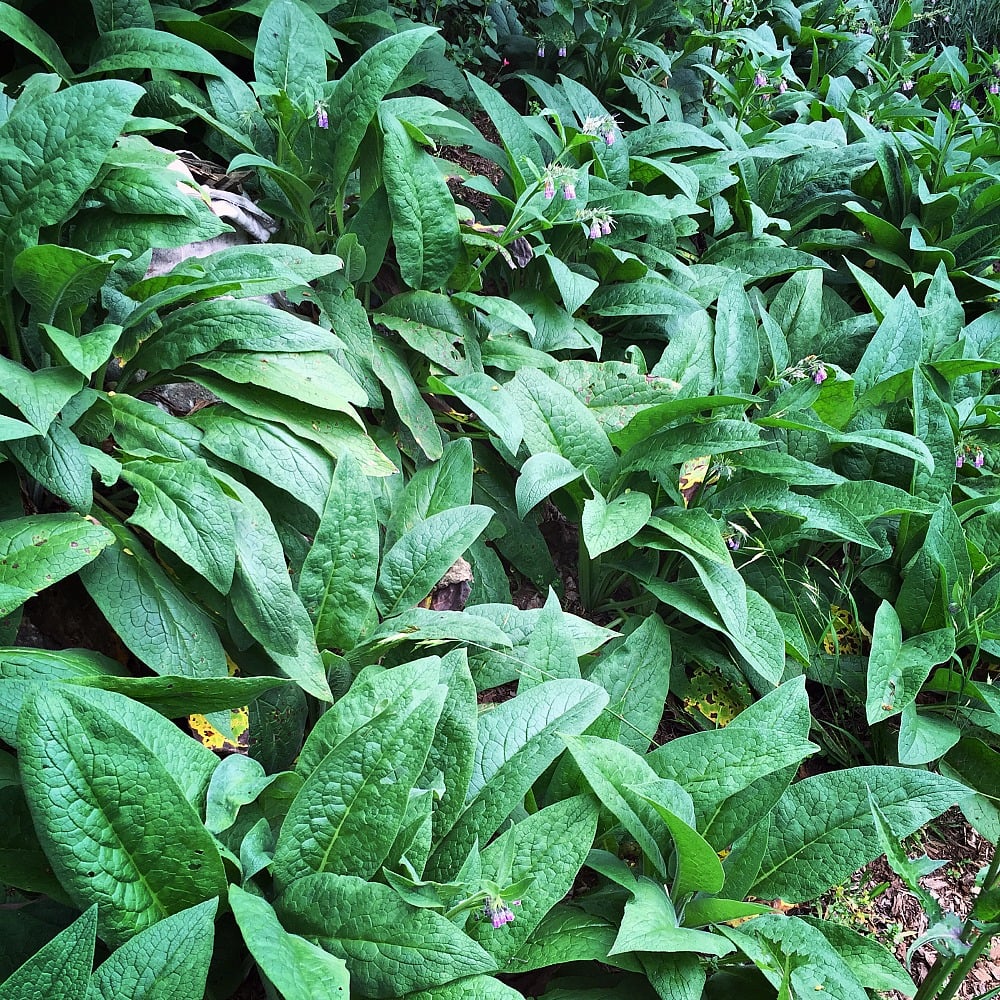 Growing and Foraging for Comfrey