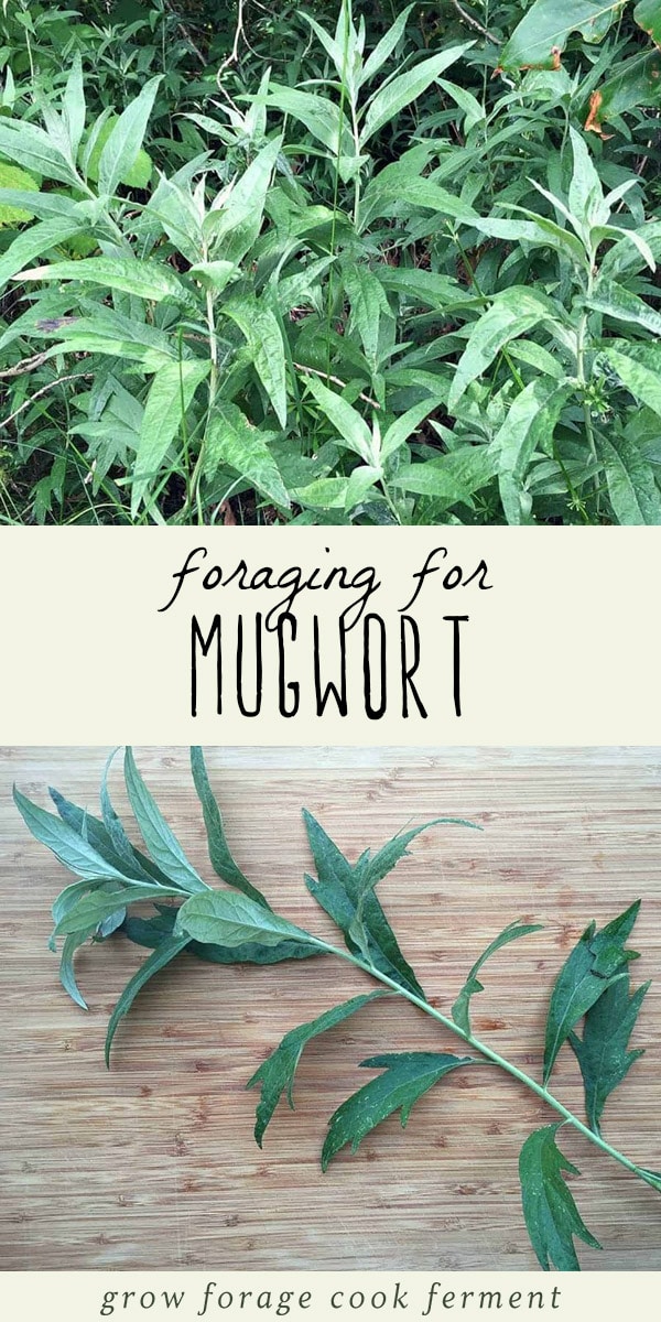 Foraging for Mugwort