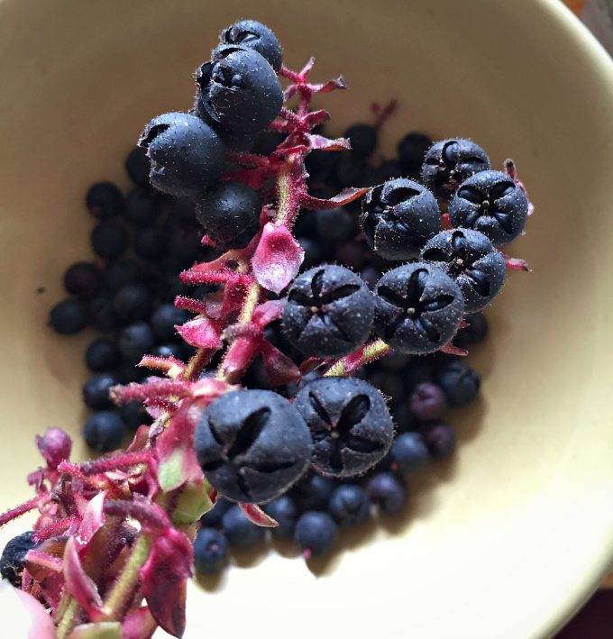 Foraging for Salal Berries and Leaves