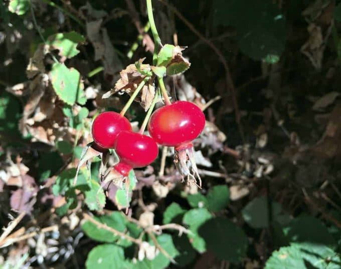 Foraging for Rose Hips