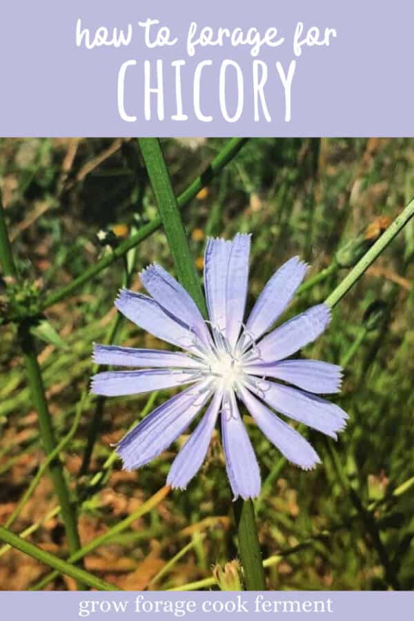 Foraging for Chicory