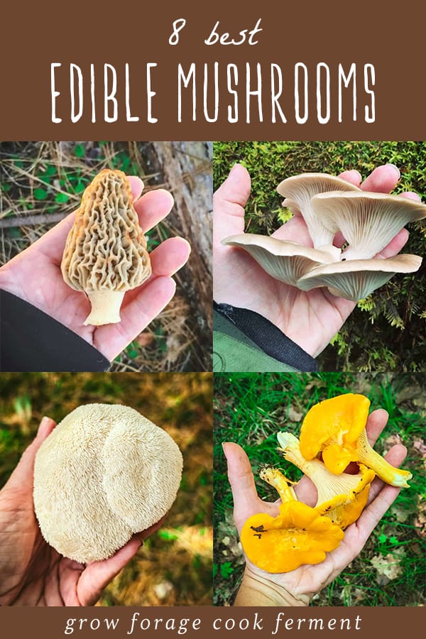 8 Easy to Identify Edible Mushrooms