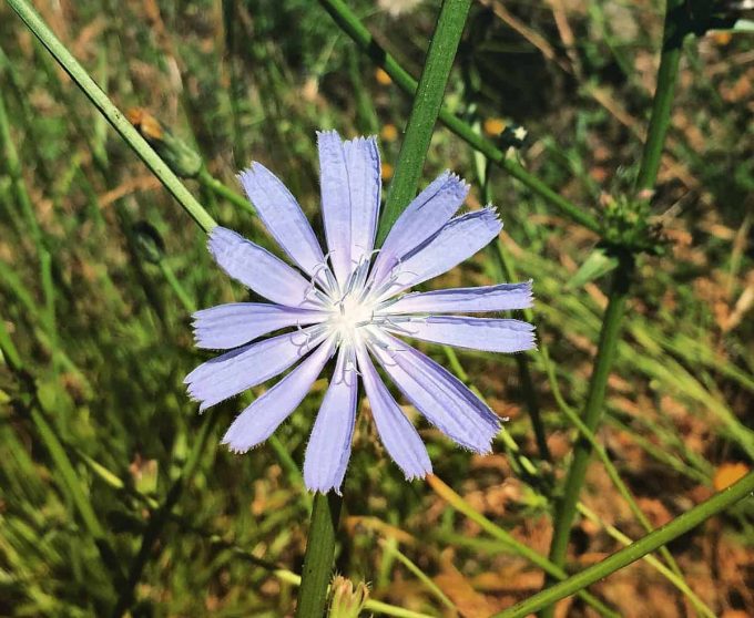 Foraging for Chicory