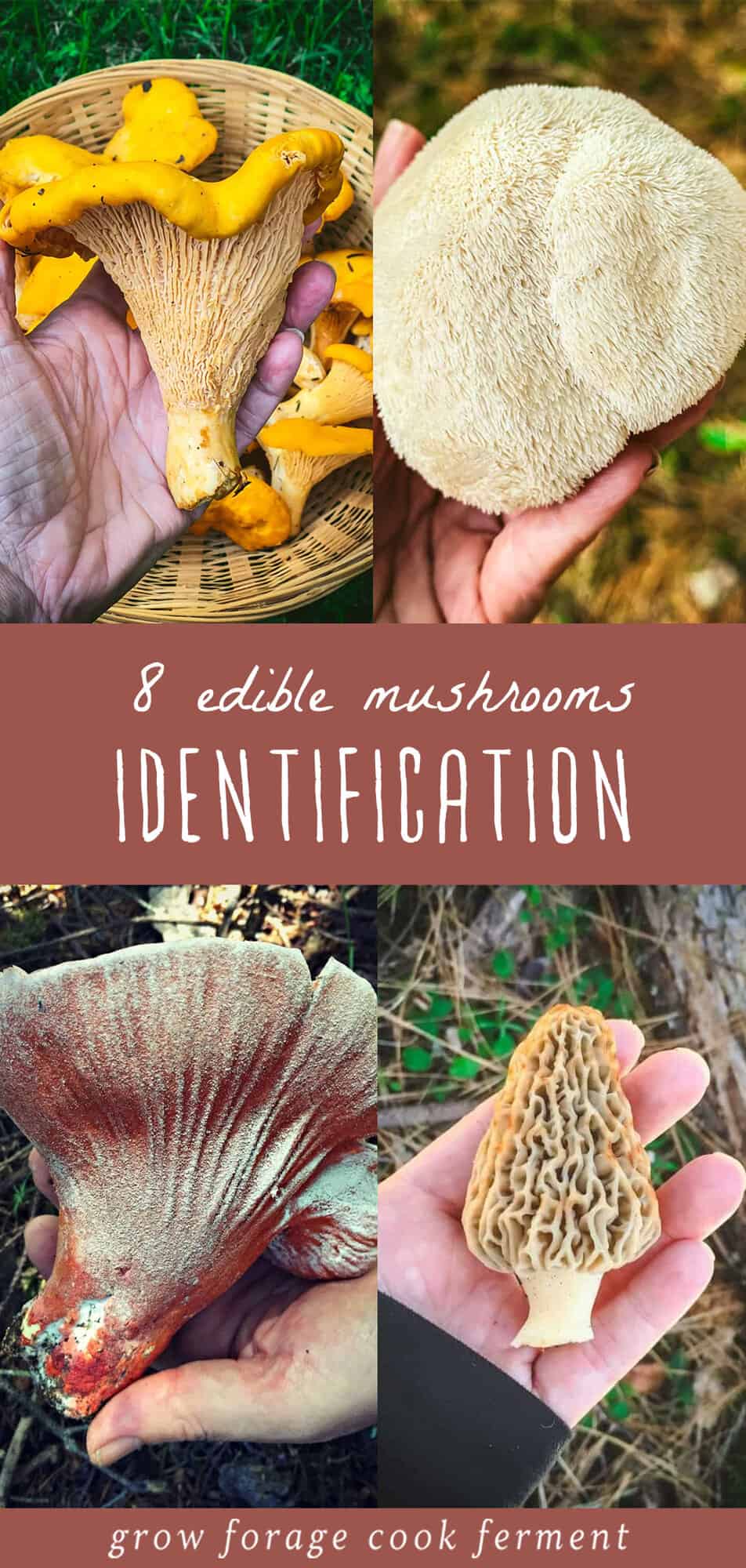 8 Easy to Identify Edible Mushrooms