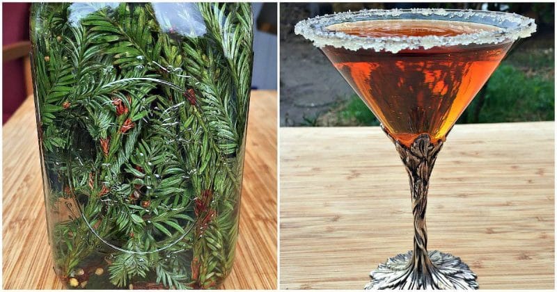 Conifer Infused Vodka for Winter Cocktails
