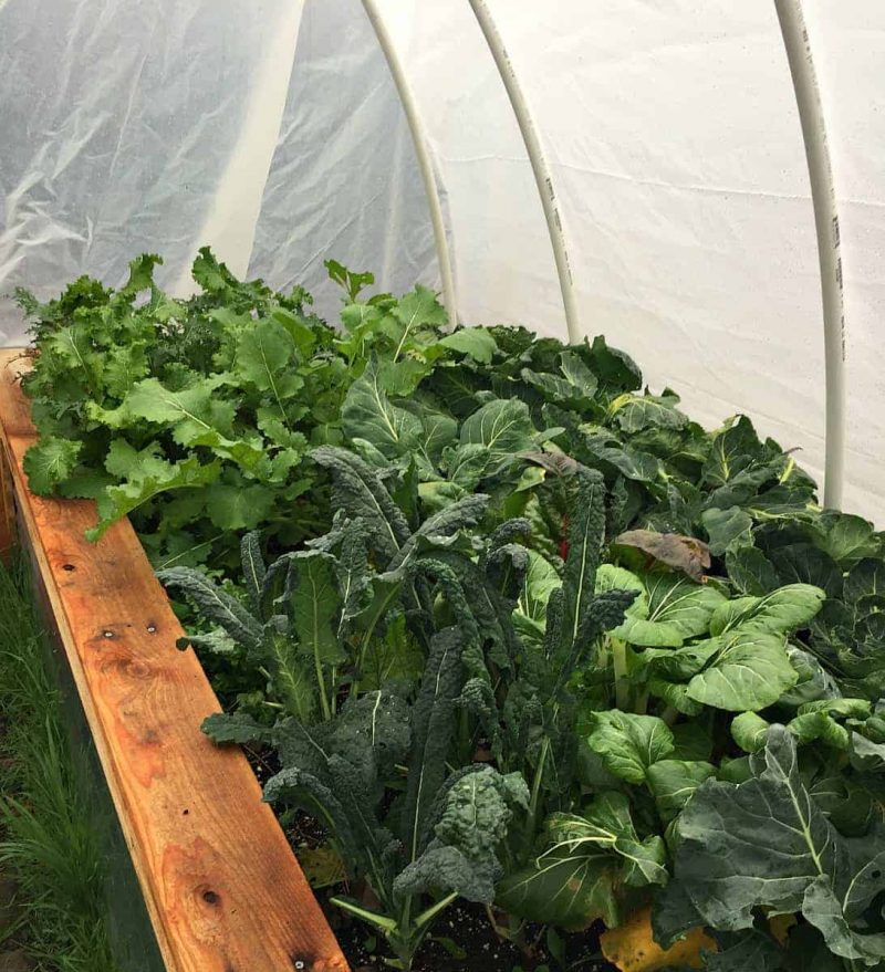 3 Ways to Extend Your Growing Season