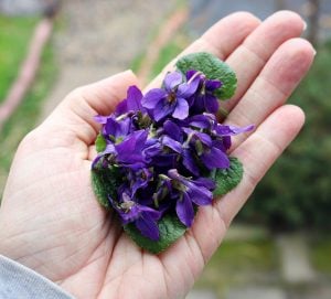 Foraging for Wild Violets: an edible early spring flower