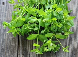 Chickweed Foraging: Identification, Look-alikes, and Uses
